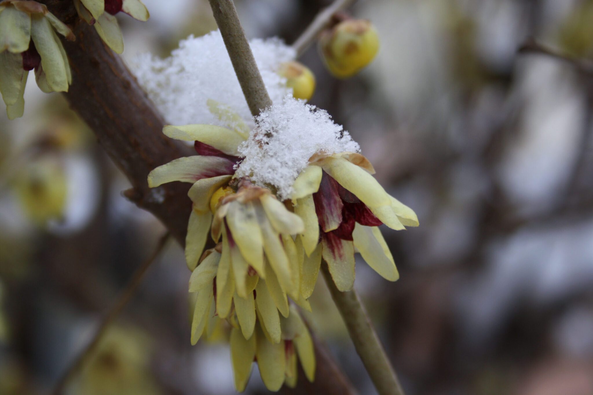 Calicanto: significato, leggende e usi magici del fiore d'inverno ...
