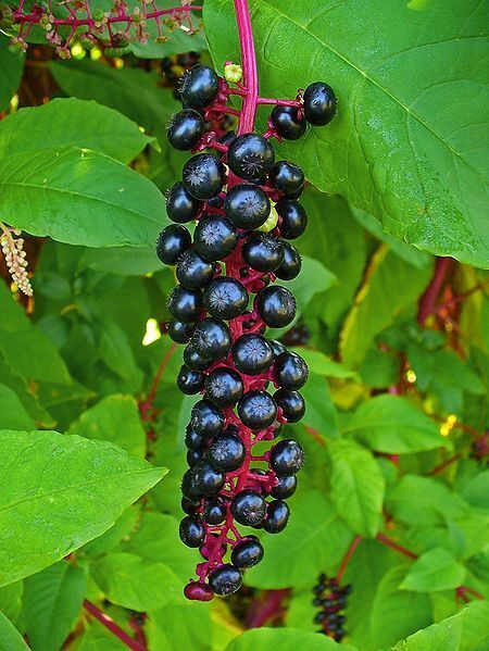 Phytolacca americana - Caverna Cosmica
