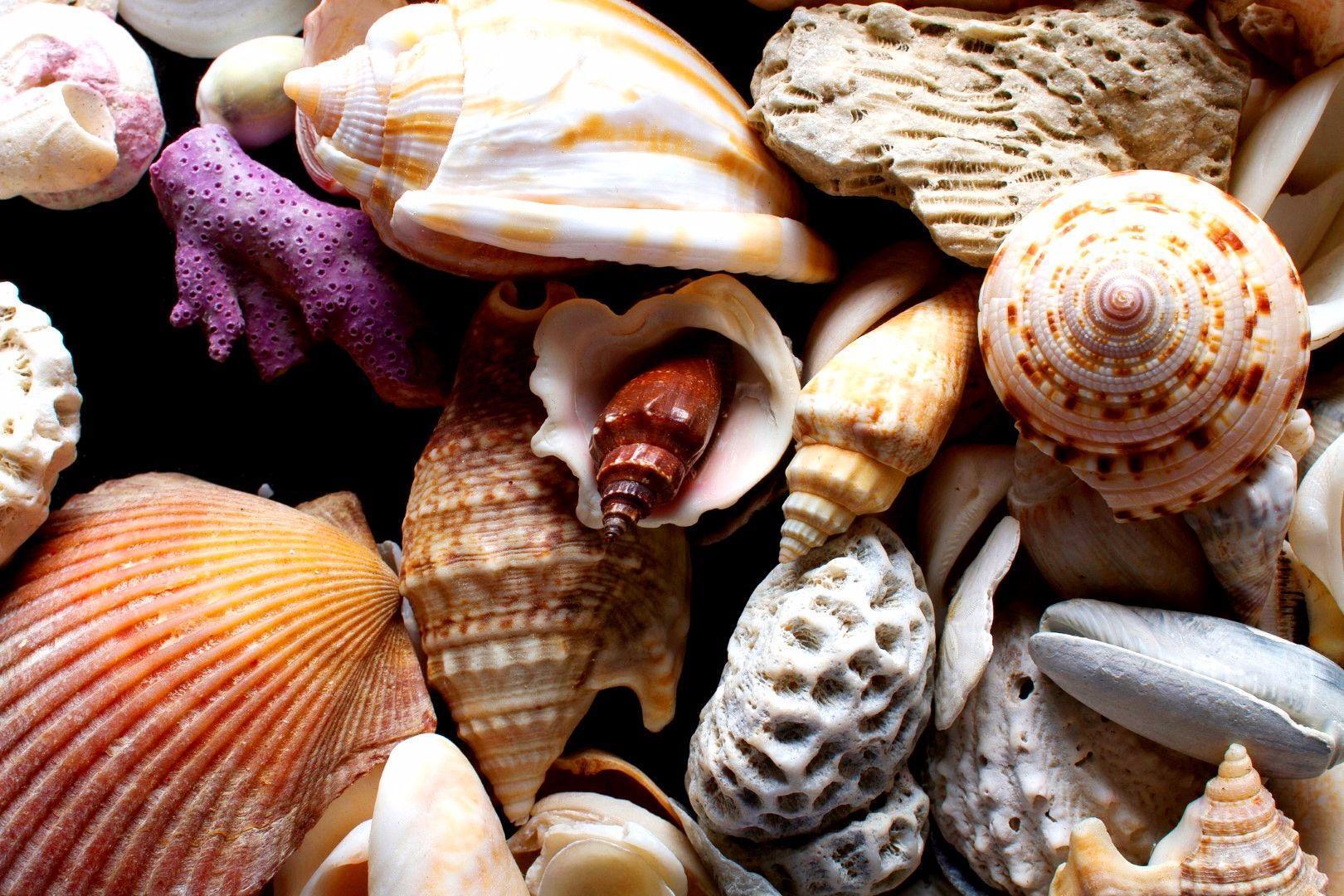 Il simbolo della conchiglia - Simboli - Caverna Cosmica