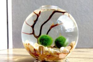 Il marimo: la leggenda dell'alga giapponese simbolo di amore eterno ...