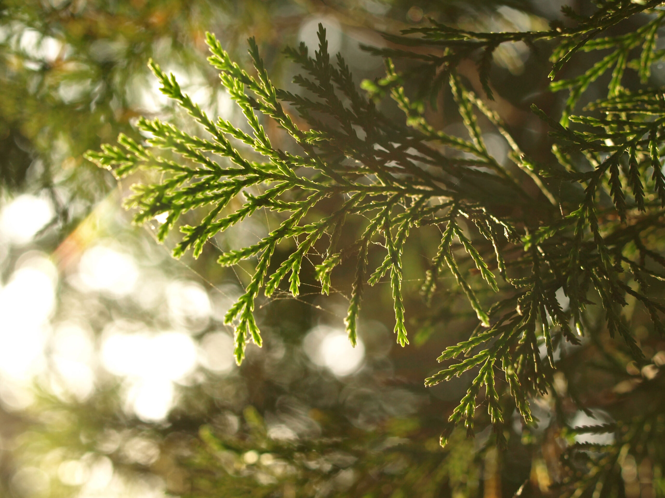 Cypress essential oil: uses and benefits - Leggende e usi magici delle ...
