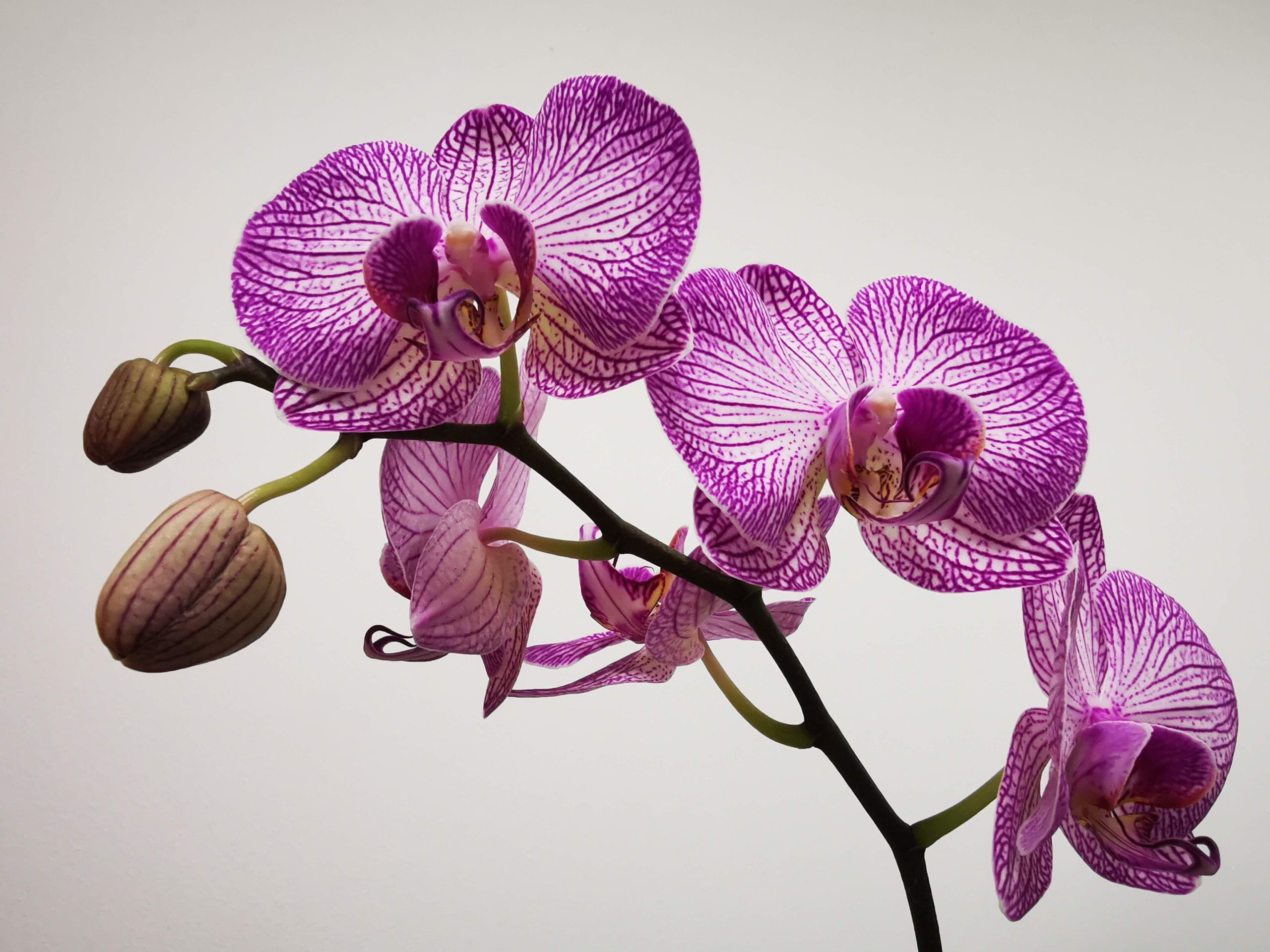 Il prezioso significato simbolico dell'orchidea: ama la tua unicità ...