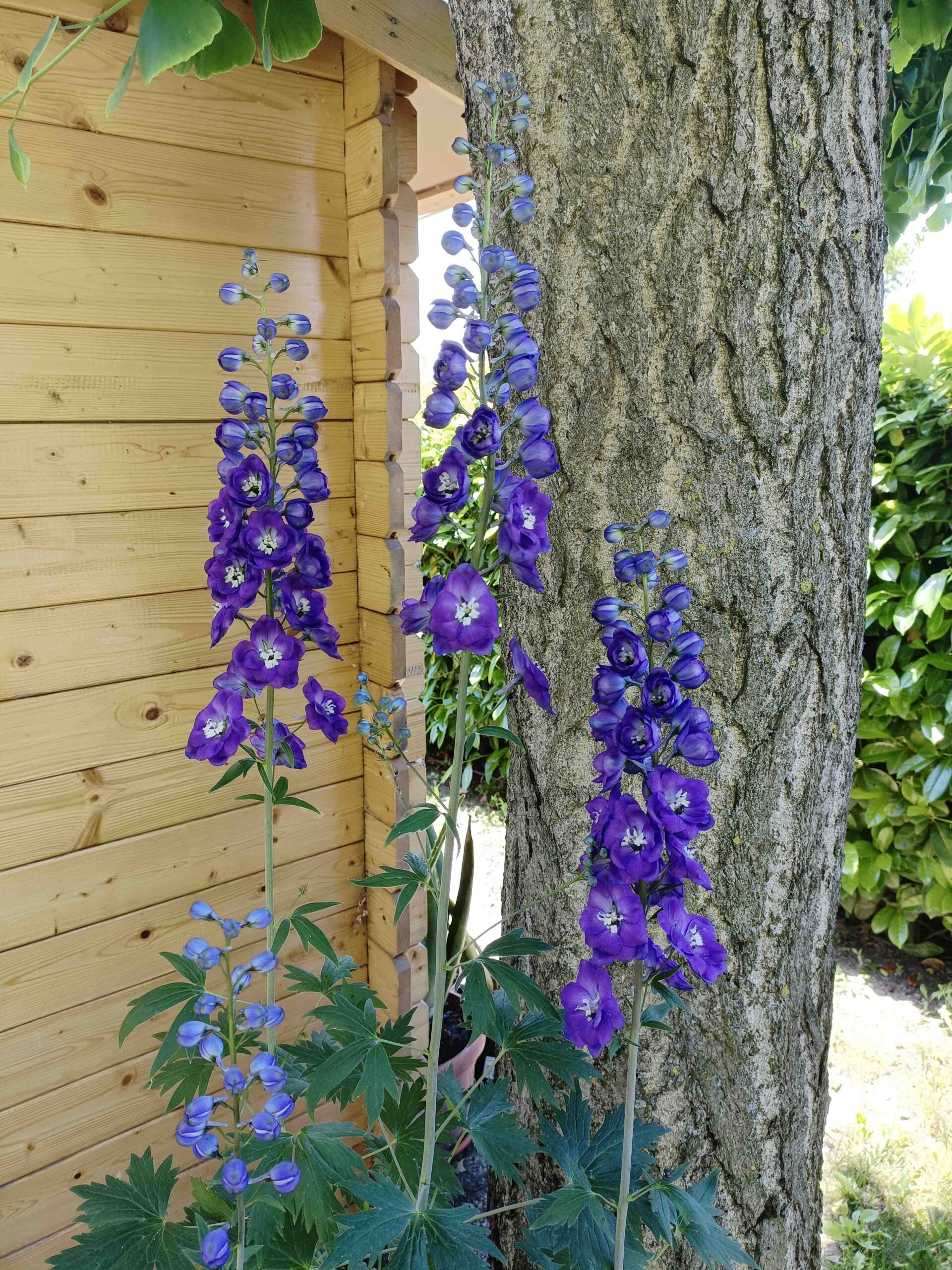 Significato simbolico e magico dei Delphinium: il cuore dei sognatori ... Significato simbolico e magico dei Delphinium: il cuore dei sognatori ...