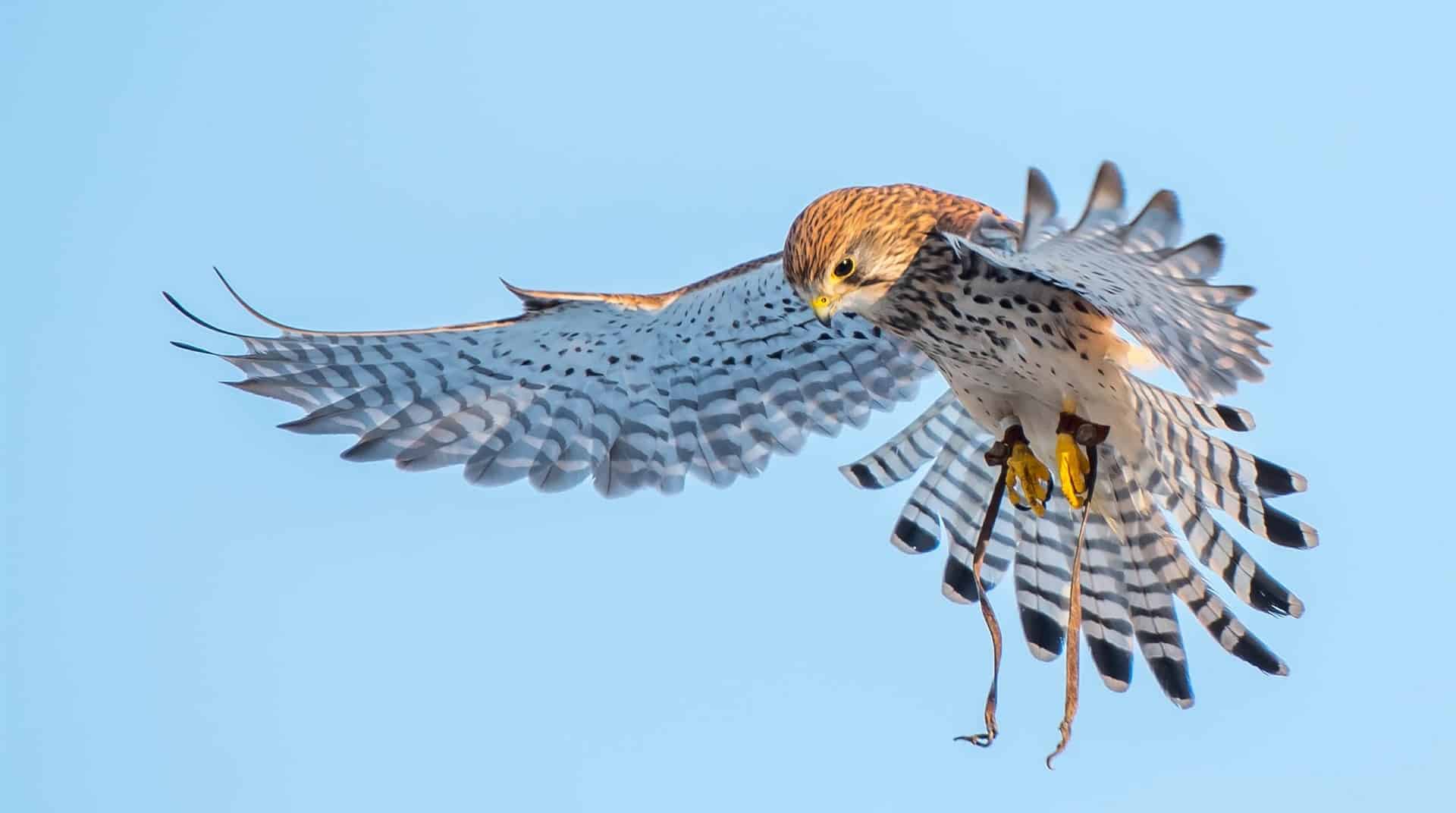 Cosa vuol dire vedere un gheppio: significato simbolico - Animali di ...